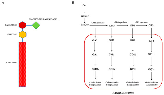 Gangliosides and Their Role in Multilineage Differentiation of ...