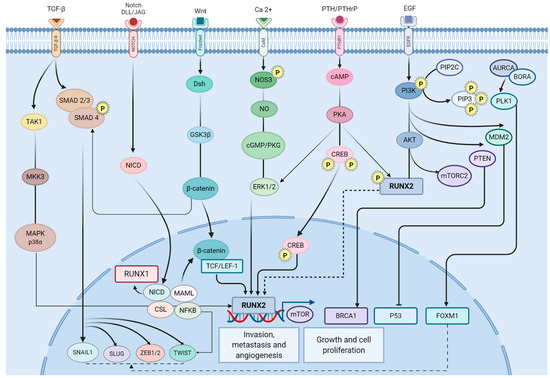 Identification of the Transcriptional Regulatory Role of RUNX2 by Network Analysis in Lung ...