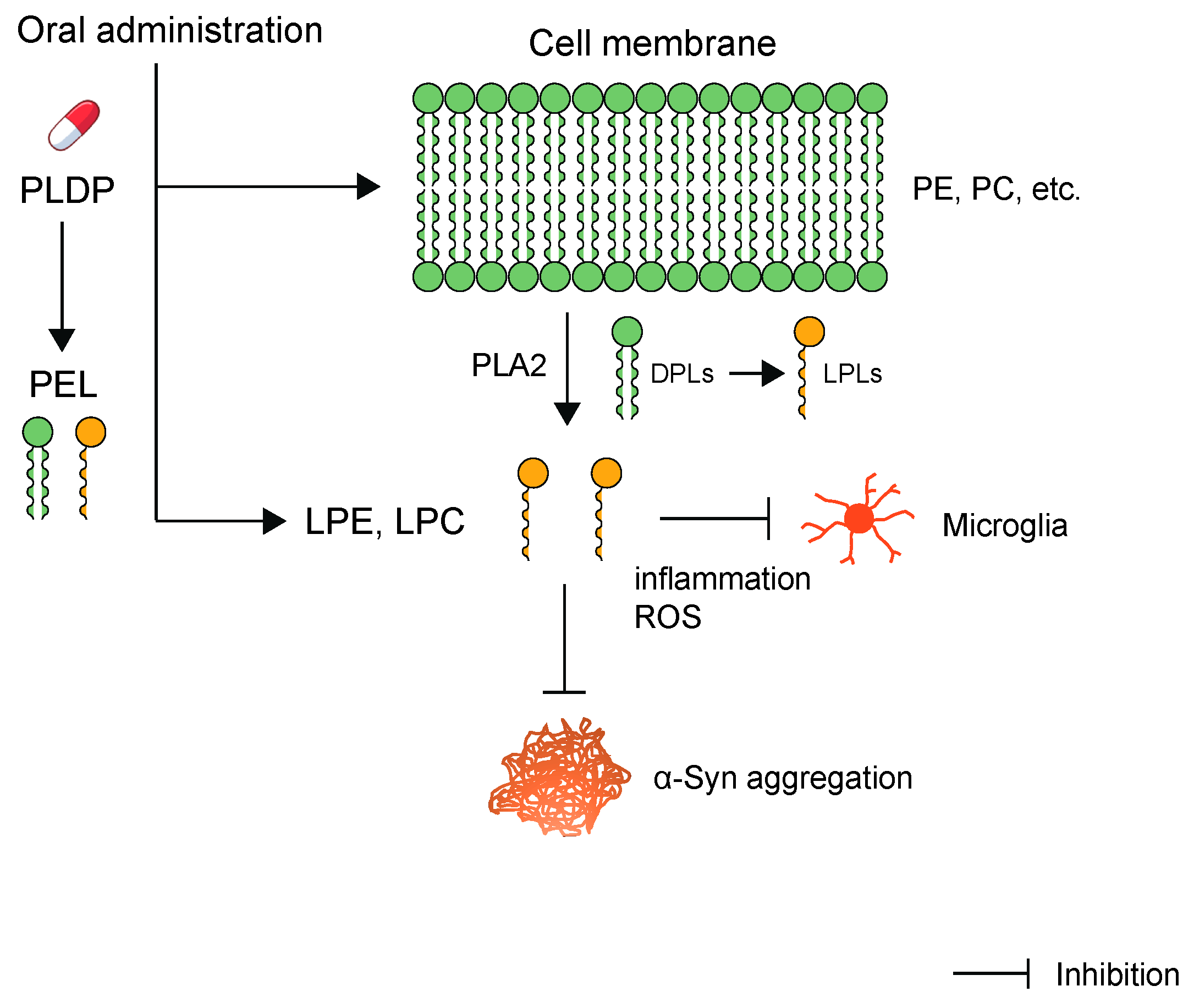 Lysophospholipids: A Potential Drug Candidates for Neurodegenerative ...