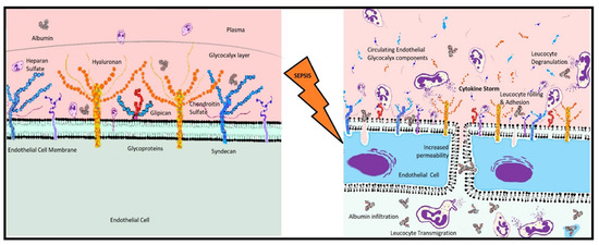 Endothelial Damage and the Microcirculation in Critical Illness