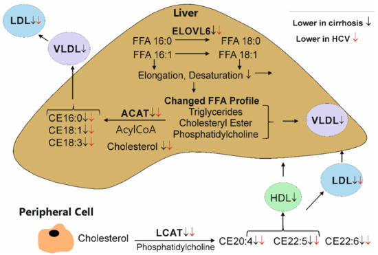 HCV Infection and Liver Cirrhosis Are Associated with a Less-Favorable ...