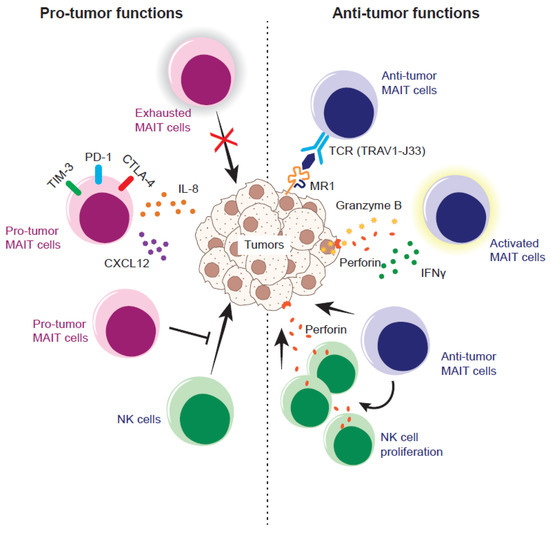 Harnessing the Power of Mucosal-Associated Invariant T (MAIT) Cells in ...