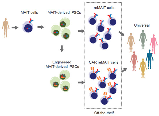 Harnessing the Power of Mucosal-Associated Invariant T (MAIT) Cells in Cancer Cell Therapy