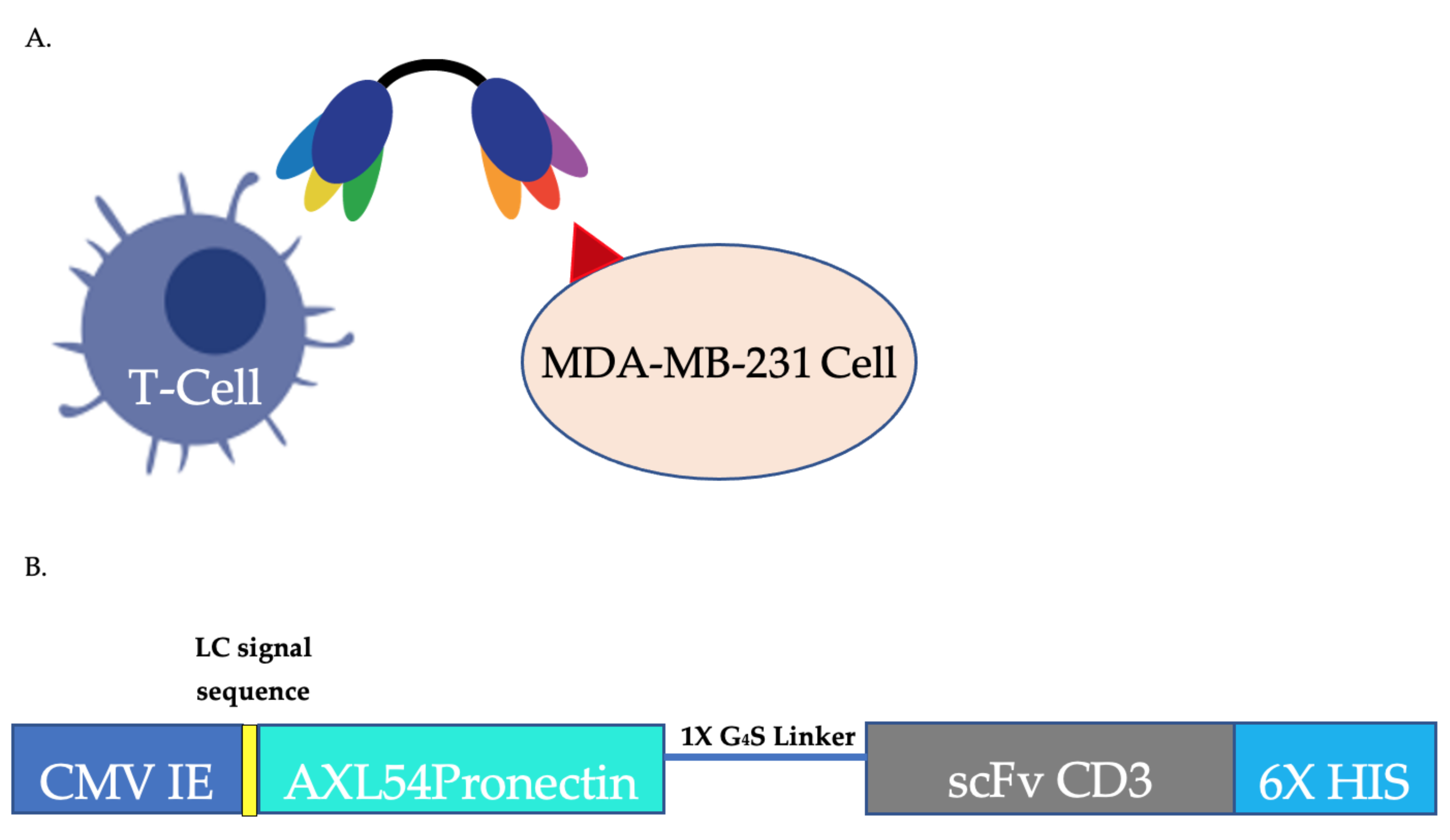 AXL-Receptor Targeted 14FN3 Based Single Domain Proteins (Pronectins™) from 3 Synthetic Human ...