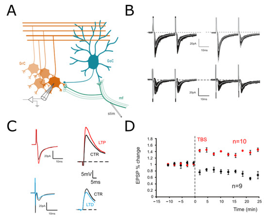 Long-Term Synaptic Plasticity Tunes the Gain of Information Channels through the Cerebellum ...