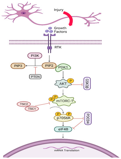 Axonal Regeneration: Underlying Molecular Mechanisms and Potential ...