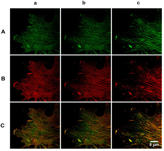 Colocalization Analysis of Cytoplasmic Actin Isoforms Distribution in ...