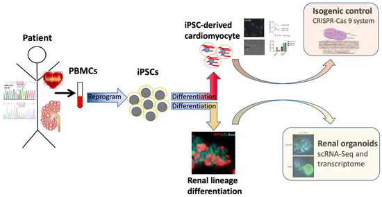 Opportunities and Challenges of Human IPSC Technology in Kidney Disease ...