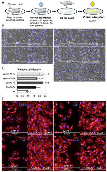 Eph/Ephrin Promotes the Adhesion of Liver Tissue-Resident Macrophages ...