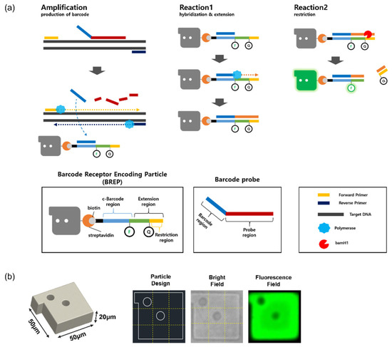 Multiplex Assay for Rapid Detection and Analysis of Nucleic Acid Using ...