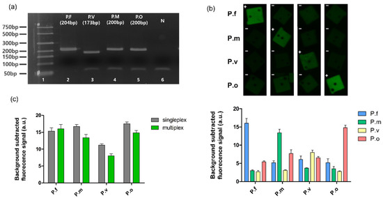 Multiplex Assay for Rapid Detection and Analysis of Nucleic Acid Using ...