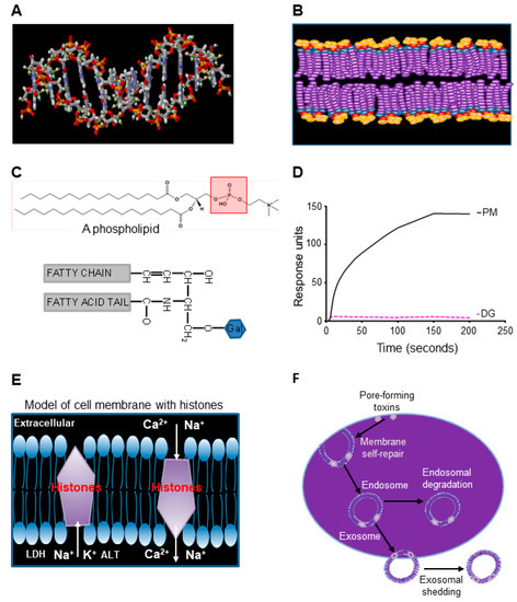 The Importance of Pore-Forming Toxins in Multiple Organ Injury and ...