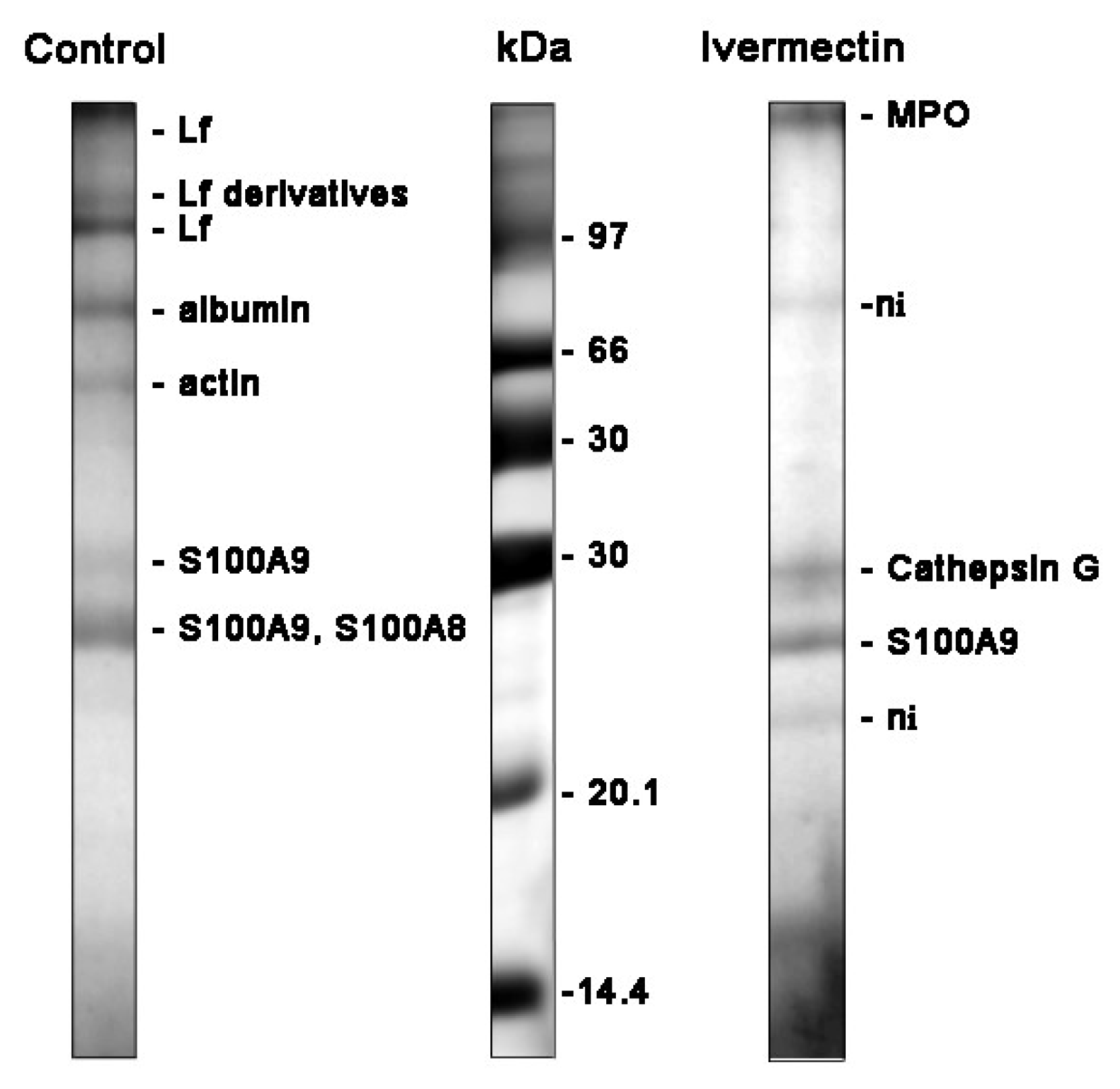Ivermectin Affects Neutrophil Induced Inflammation Through Inhibition Of Hydroxylysine But
