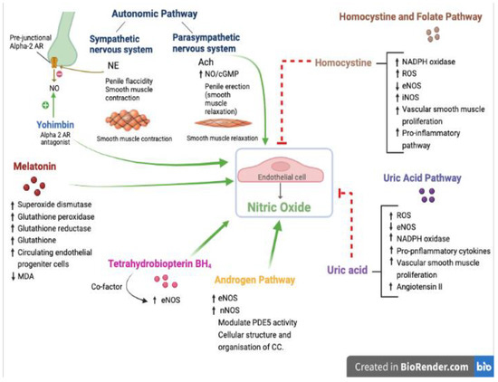 Biomedicines | Free Full-Text | Erectile Dysfunction: Pharmacological Pathways with Understudied ...