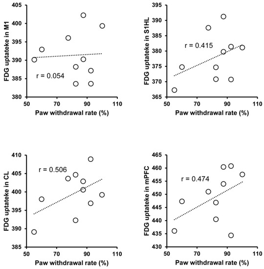 FDG PET Imaging of the Pain Matrix in Neuropathic Pain Model Rats
