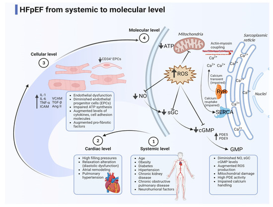 New Opportunities in Heart Failure with Preserved Ejection Fraction ...