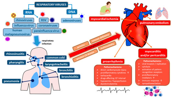 Cardiovascular Complications of Viral Respiratory Infections and COVID-19