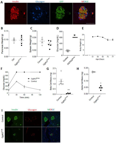 Genetic Ablation of the Nutrient Sensor Ogt in Endocrine Progenitors Is ...