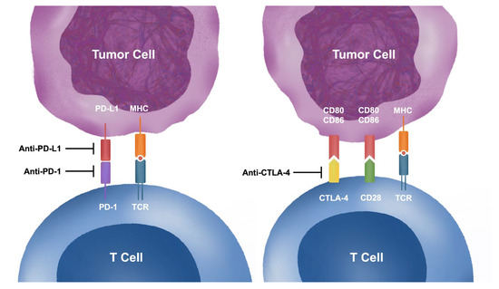 Immunopathogenesis of Immune Checkpoint Inhibitor Induced Myocarditis ...