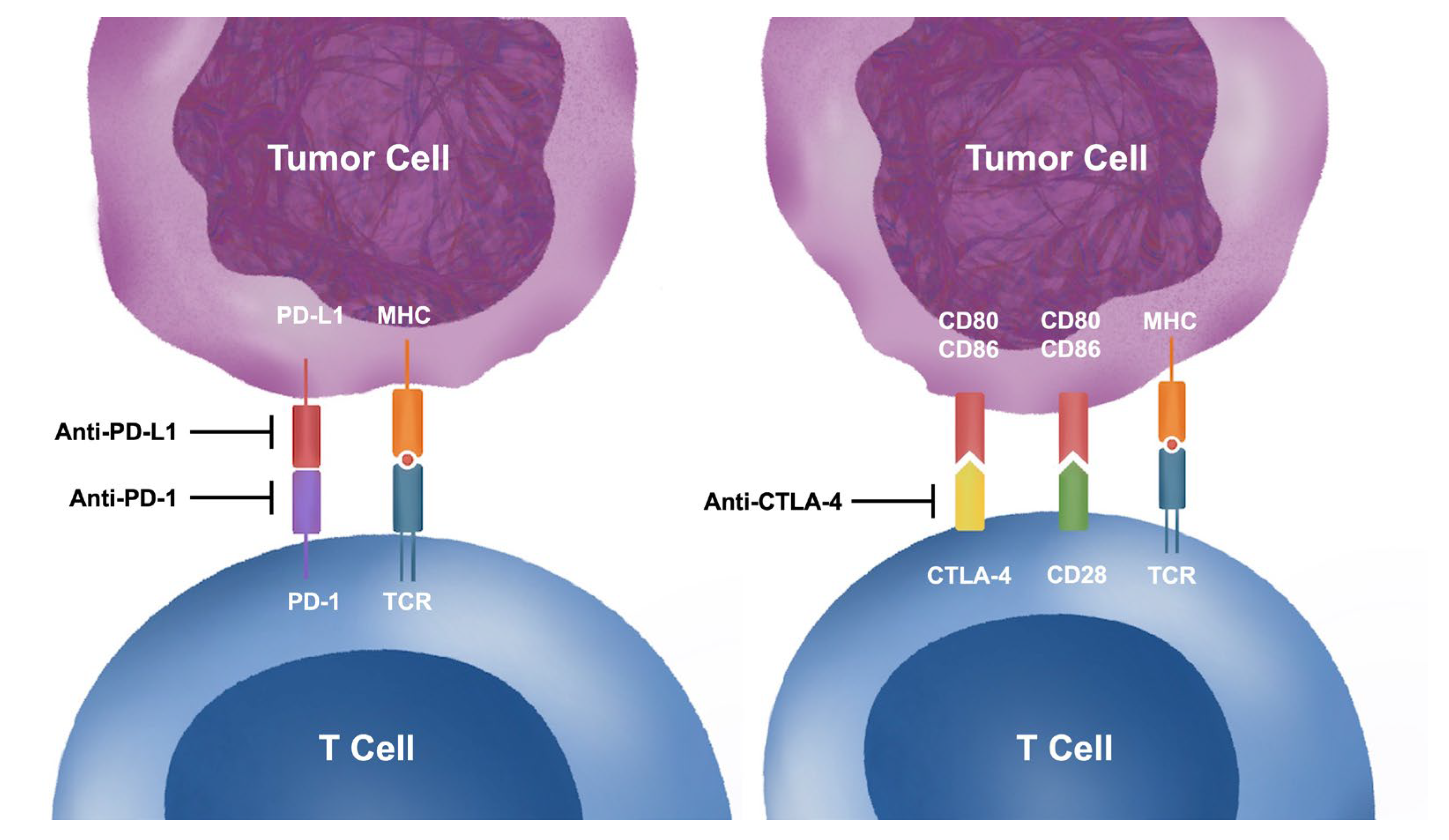 Biomedicines Free Full Text Immunopathogenesis Of Immune Checkpoint