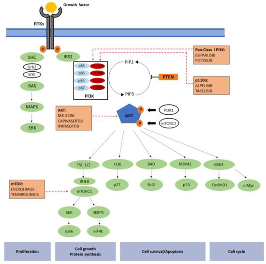 Pi3k Akt Mtor Signaling Transduction Pathway And Targeted 60 Off