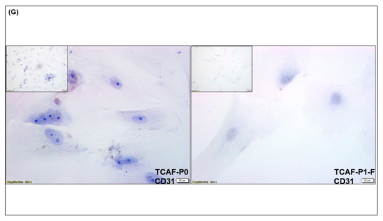 Patient-Derived Primary Cancer-Associated Fibroblasts Mediate ...