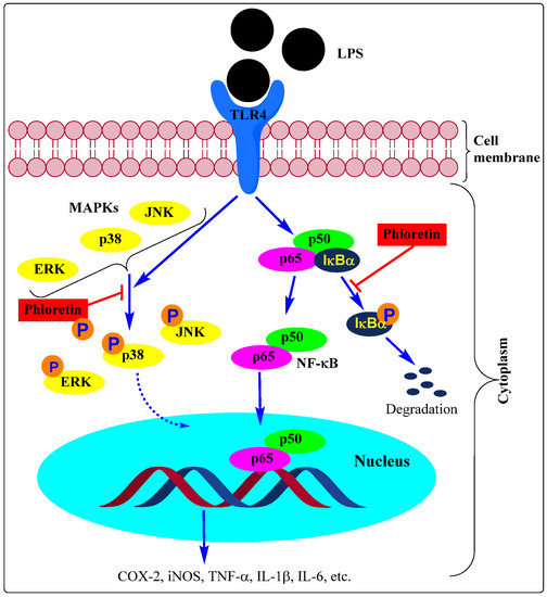 The Molecular Pharmacology of Phloretin: Anti-Inflammatory Mechanisms ...