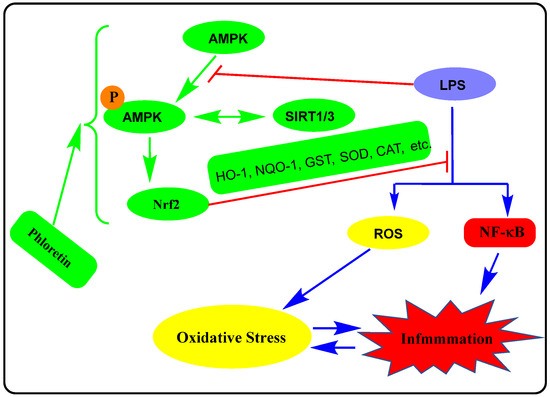 The Molecular Pharmacology of Phloretin: Anti-Inflammatory Mechanisms ...