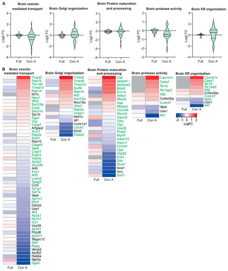 Impact of Hypermannosylation on the Structure and Functionality of the ...
