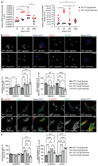 Impact of Hypermannosylation on the Structure and Functionality of the ...