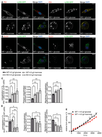 Impact of Hypermannosylation on the Structure and Functionality of the ...