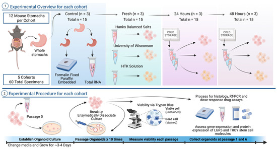 Murine and Human Gastric Tissue Establishes Organoids after 48 Hours of Cold Ischemia Time ...