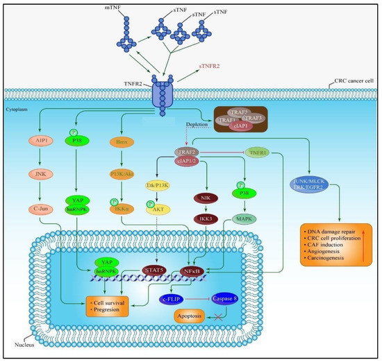 The Immunosuppressive Effect of TNFR2 Expression in the Colorectal Cancer Microenvironment