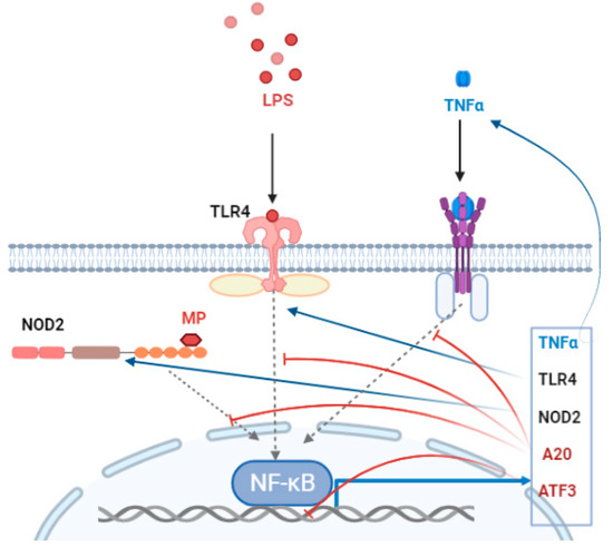 Inflammation Regulation by Bacterial Molecular Patterns