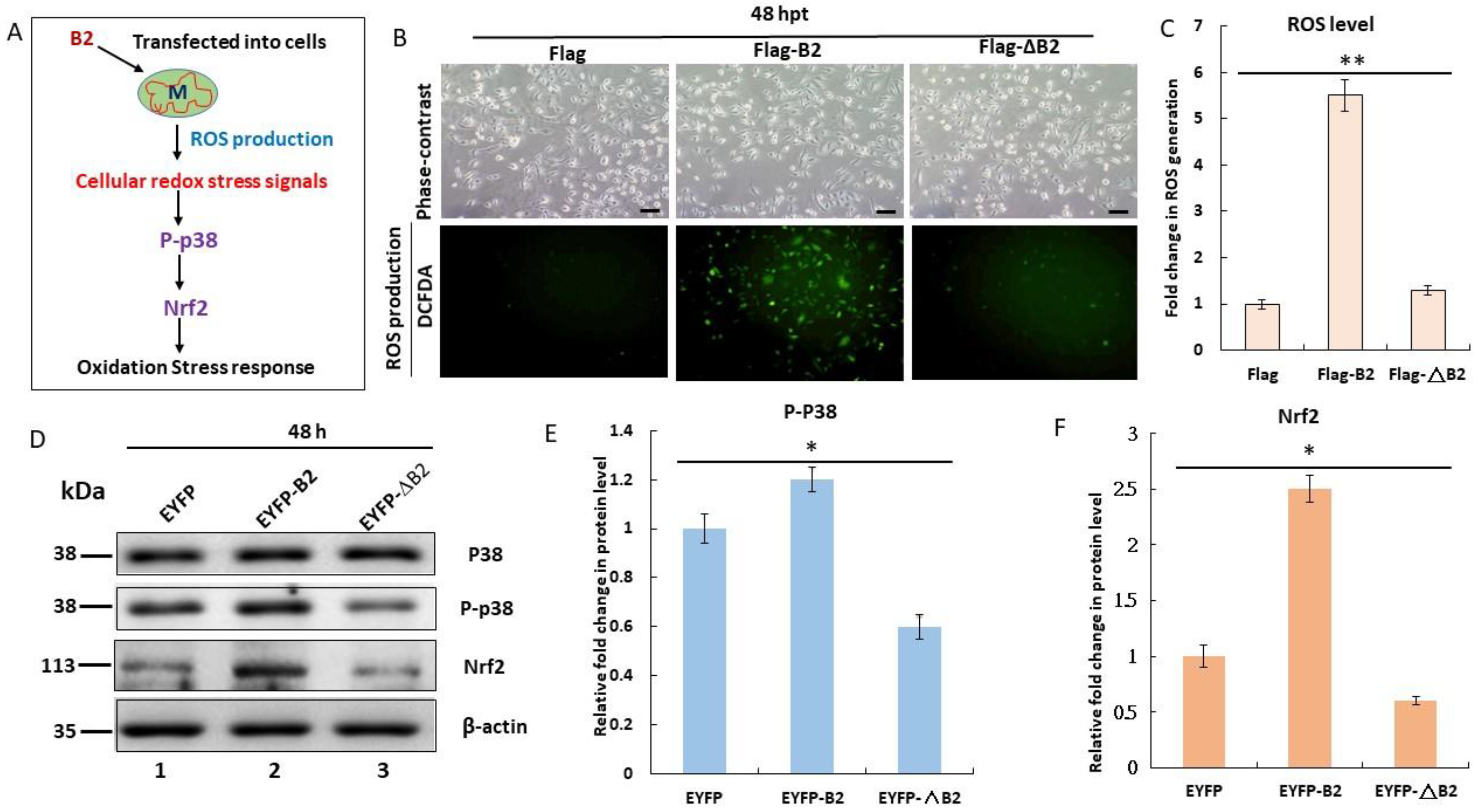 Biomedicines | Free Full-Text | A Mitochondrion-Targeting Protein (B2 ... Biomedicines | Free Full-Text | A Mitochondrion-Targeting Protein (B2 ...