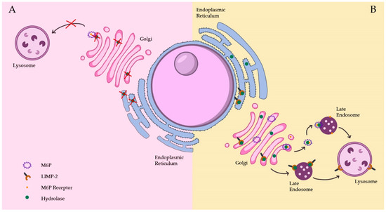 The Biology of Lysosomes: From Order to Disorder