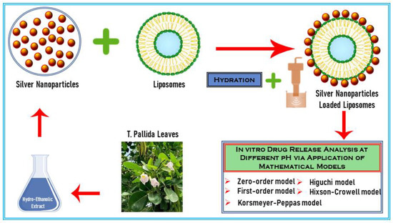 Green Synthesized Silver Nanoparticle-Loaded Liposome-Based Nanoarchitectonics for Cancer ...