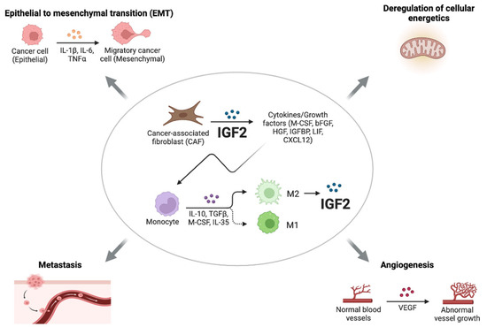 IGF2: A Role in Metastasis and Tumor Evasion from Immune Surveillance?