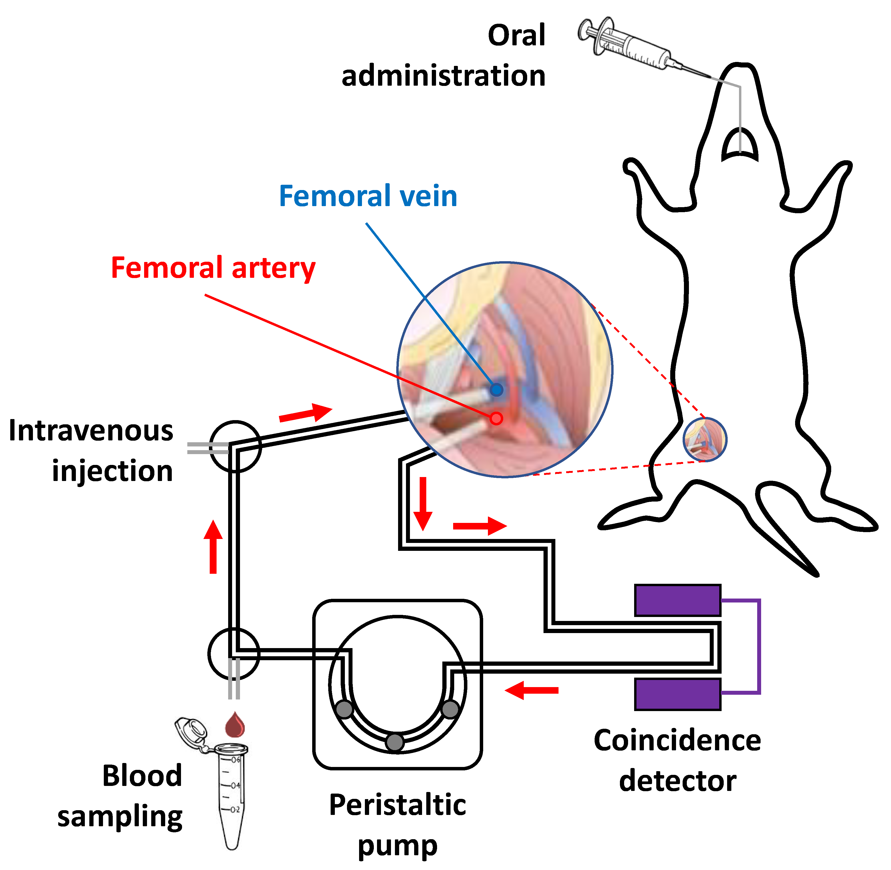 Pharmacokinetic Evaluation of New Drugs Using a Multi-Labelling ...