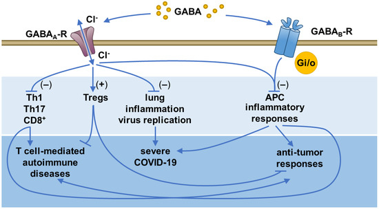 The GABA and GABA-Receptor System in Inflammation, Anti-Tumor Immune Responses, and COVID-19