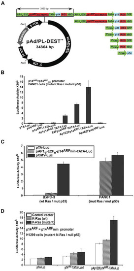 Gene Therapy with p14/tBID Induces Selective and Synergistic Apoptosis ...
