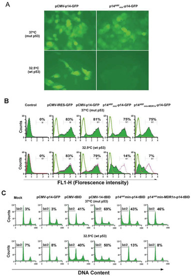 Gene Therapy with p14/tBID Induces Selective and Synergistic Apoptosis ...