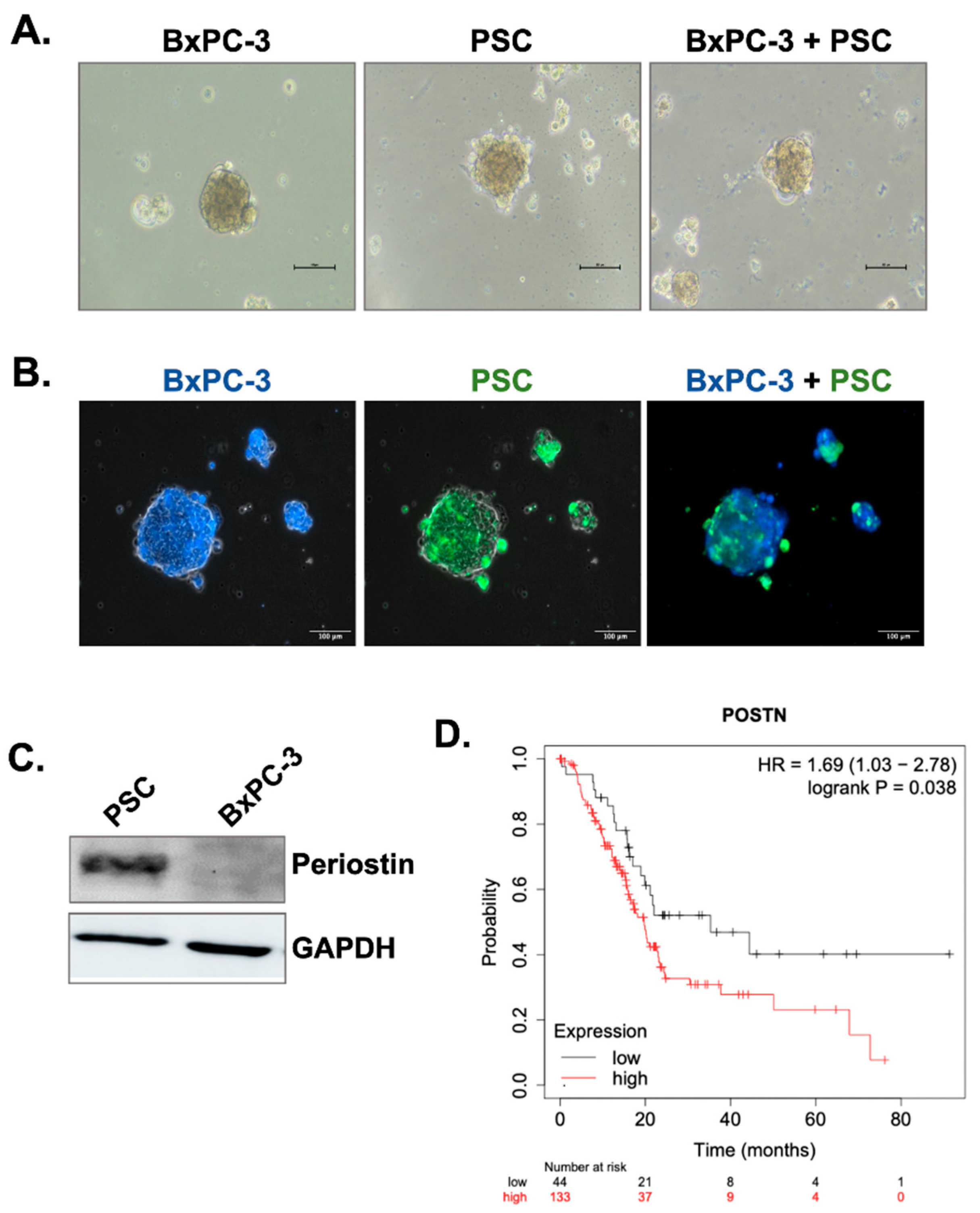 Targeting Periostin Expression Makes Pancreatic Cancer Spheroids More ...