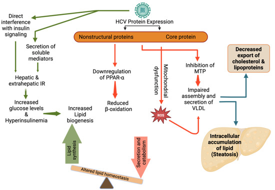Biomedicines | Free Full-Text | Hepatitis C Virus-Lipid Interplay ...