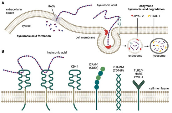 Role of Hyaluronic Acid in Selected Malignant Neoplasms in Women