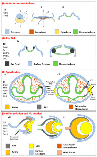 Retinal Pigment Epithelium Cell Development: Extrapolating Basic ...