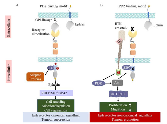 Eph Receptors in Cancer