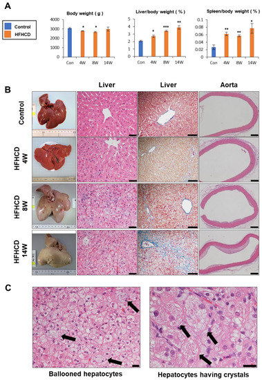 Biomedicines | Free Full-Text | Development of the Rabbit NASH Model ...