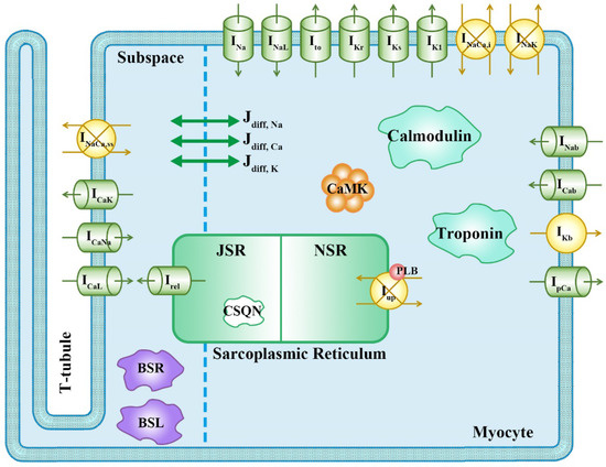 Biomedicines | Free Full-Text | Application of Convolutional Neural Networks Using Action ...