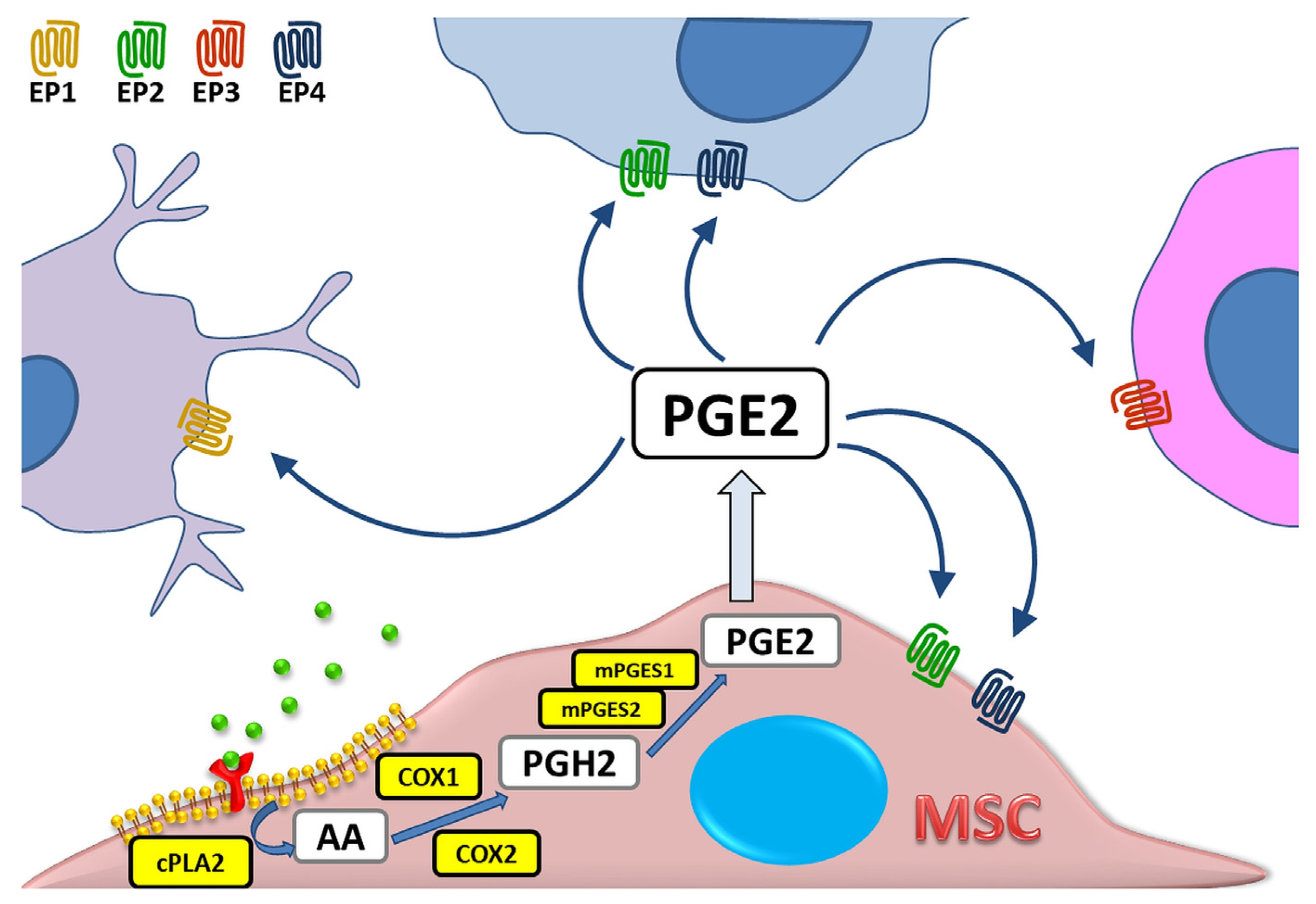 Biomedicines Free Full Text The Role Of Cox 2 And Pge2 In The
